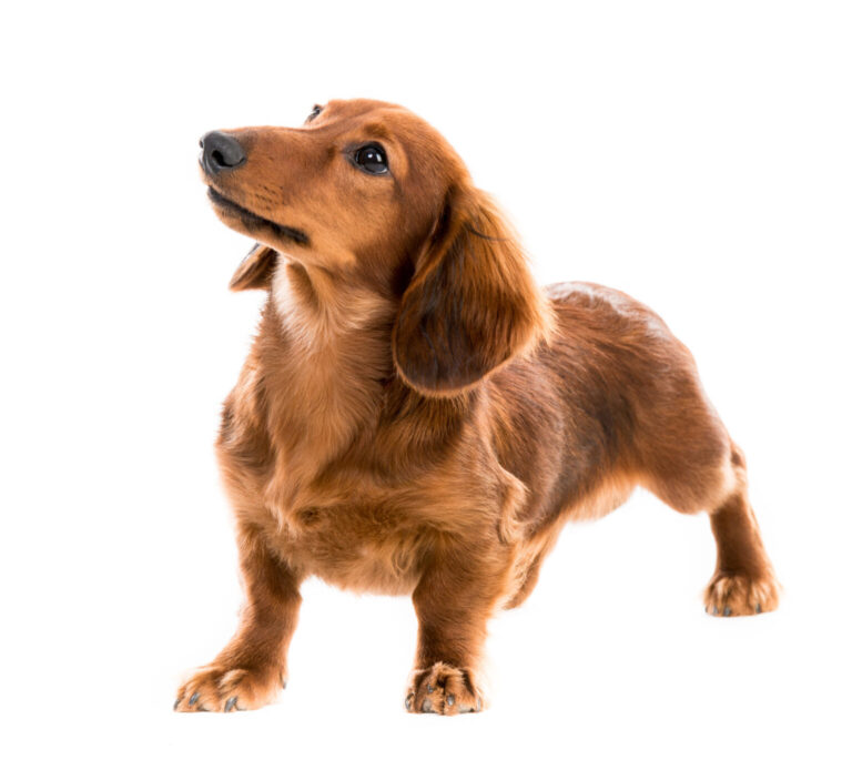 Dachshund Dog Breed Information and Characteristics | Japanese Dog ...