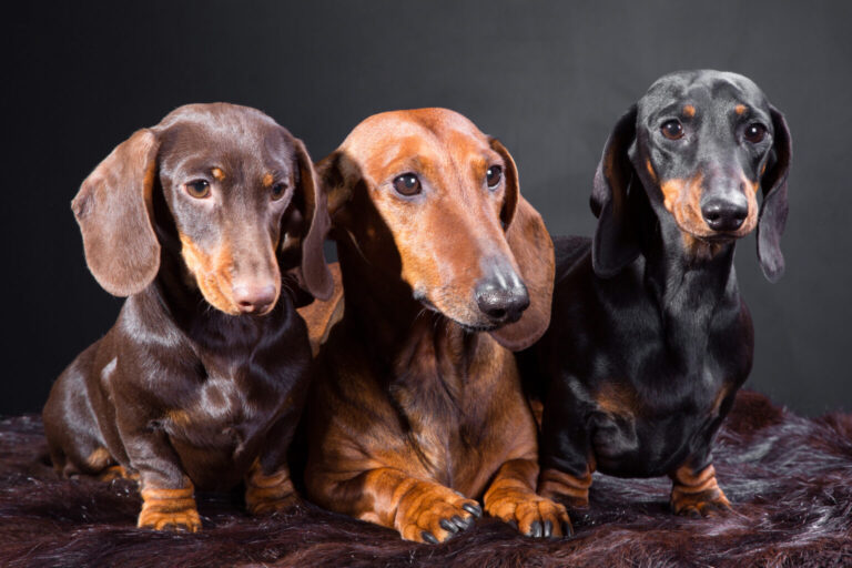 Dachshund Dog Breed Information and Characteristics | Japanese Dog ...