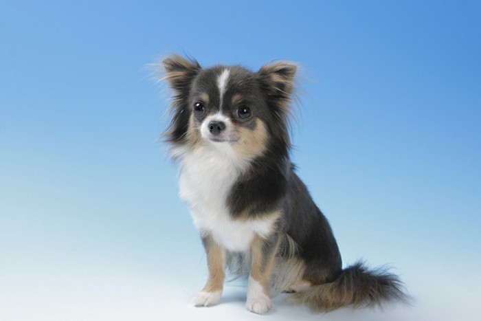 Chihuahua Dog Breed Information and Characteristics | Japanese Dog ...
