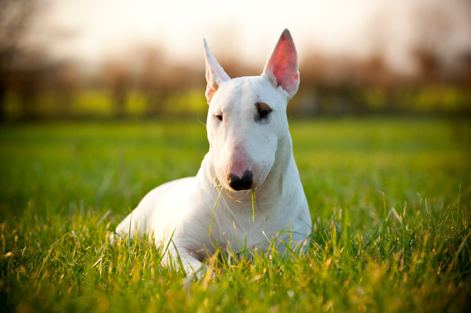 Bull Terrier Dog Breed Information and Characteristics | Japanese Dog ...