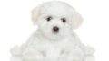 Japanese Dog Breeds – Complete List of Dog Profiles
