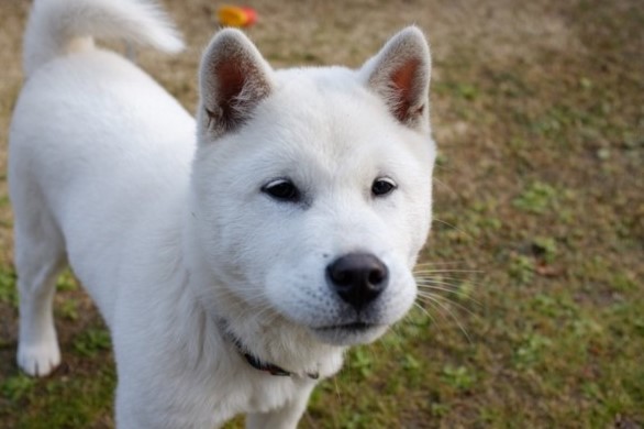 Kishu Dog Breed Information and Characteristics | Japanese Dog Breeds ...