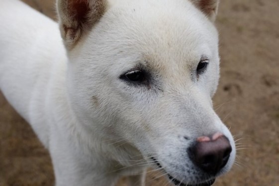 Kishu Dog Breed Information and Characteristics | Japanese Dog Breeds ...