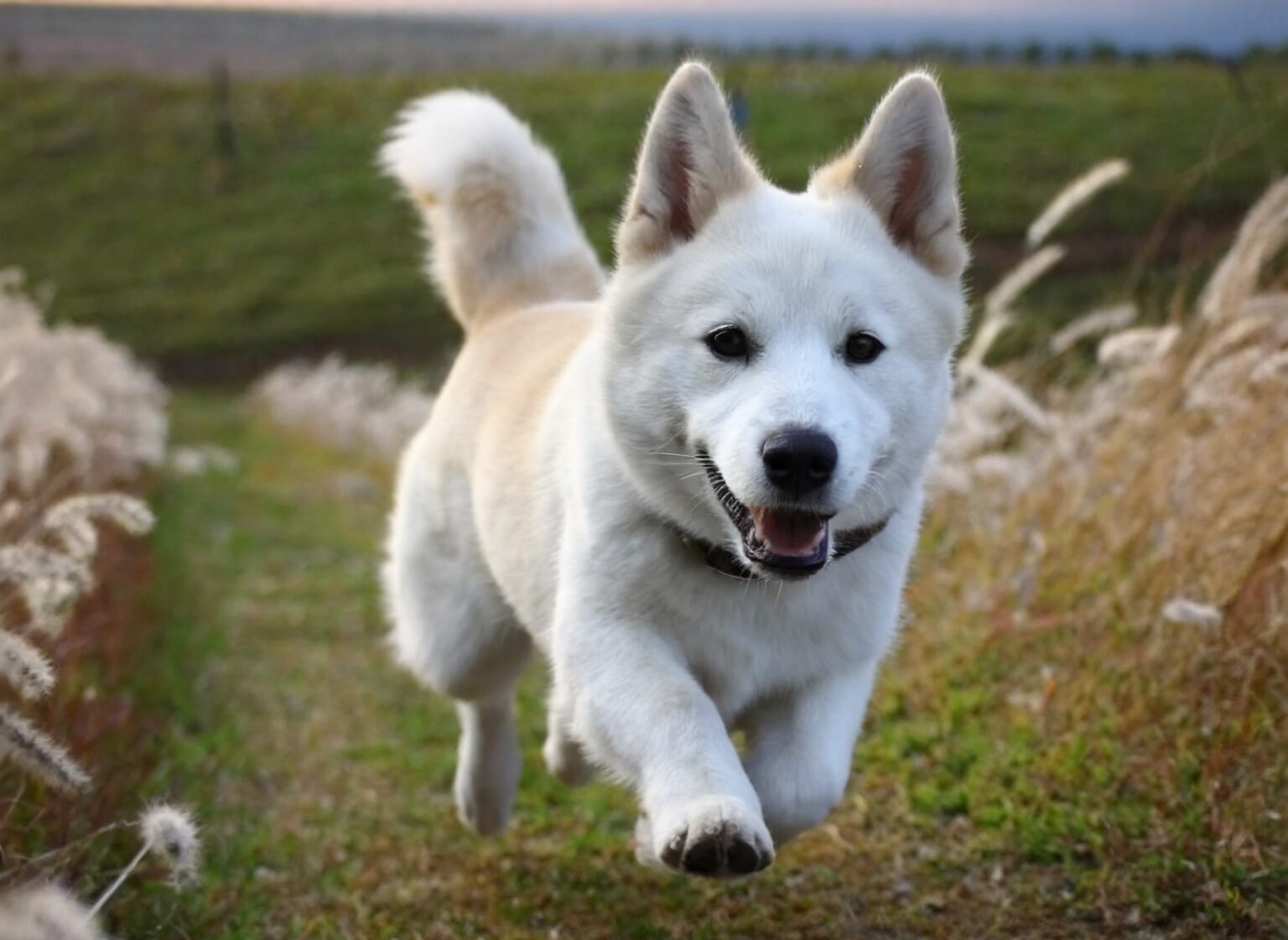 Kishu Dog Breed Information and Characteristics | Japanese Dog Breeds ...