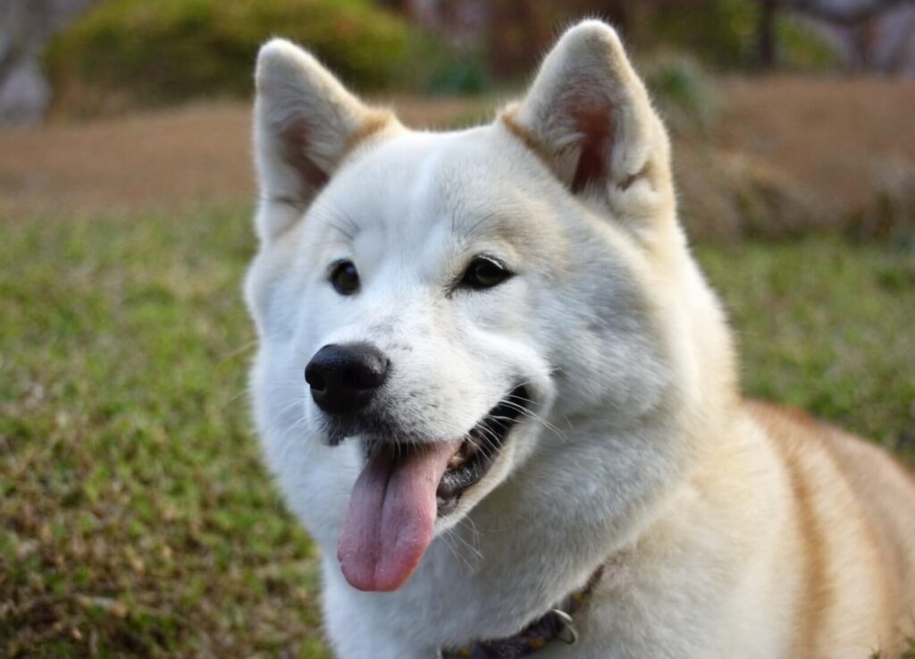 Kishu Dog Breed Information and Characteristics | Japanese Dog Breeds ...