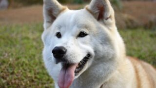 Japanese Dog Breeds – Complete List of Dog Profiles