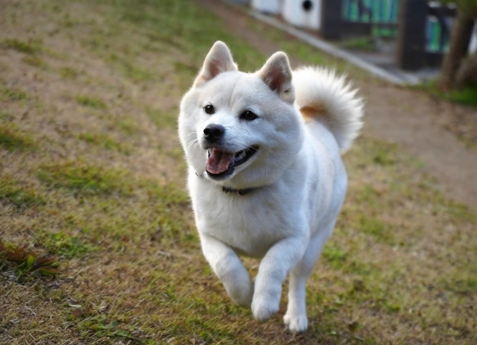 Kishu Dog Breed Information and Characteristics | Japanese Dog Breeds ...