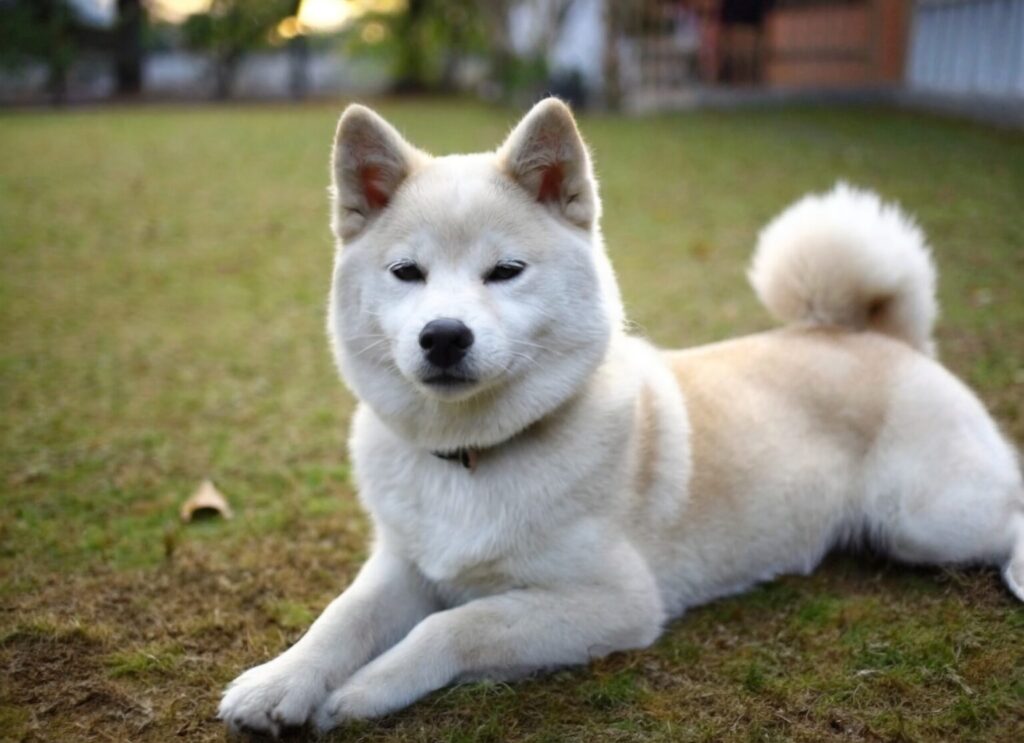 Kishu Dog Breed Information and Characteristics | Japanese Dog Breeds ...