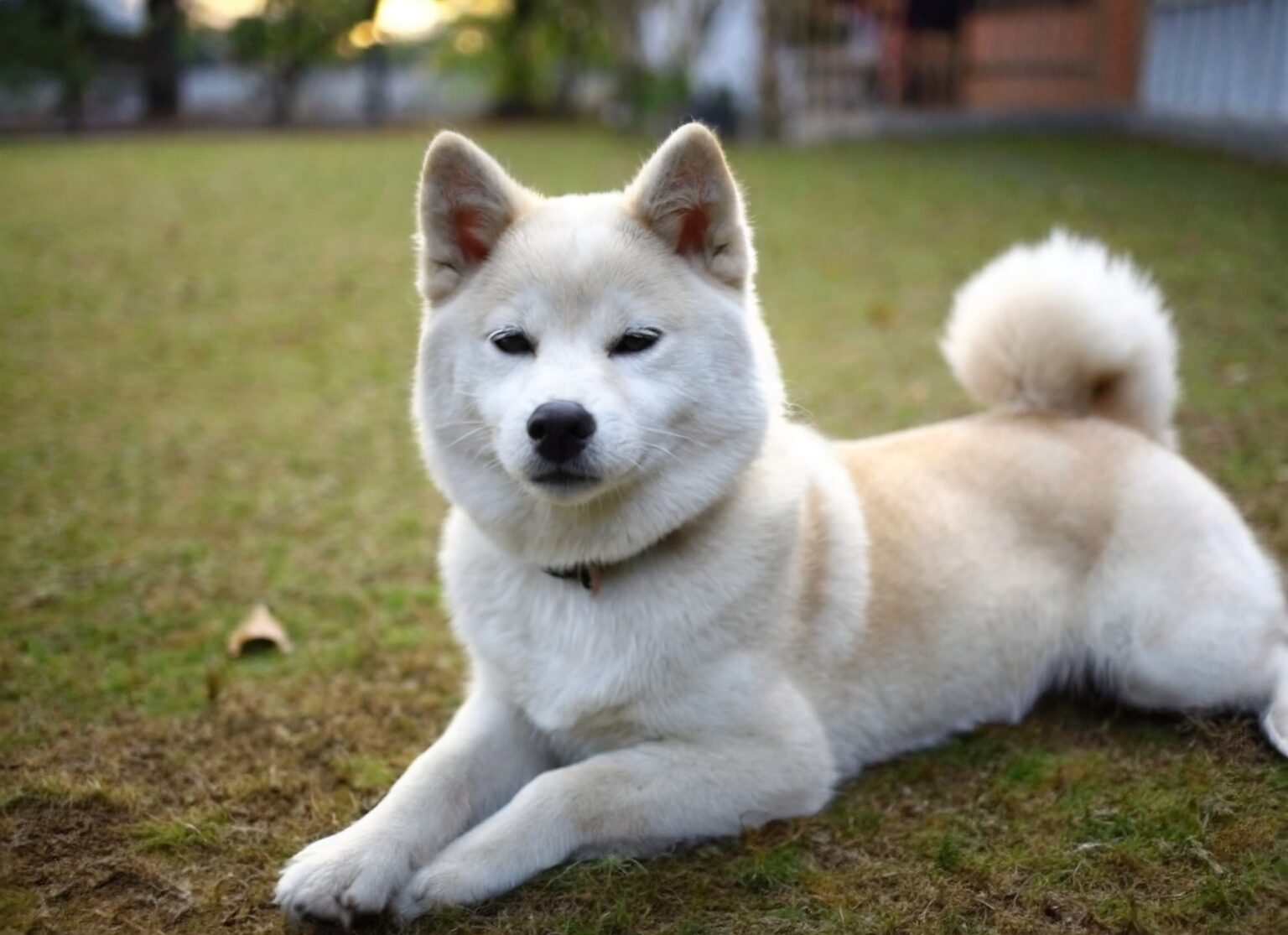 Kishu Dog Breed Information and Characteristics | Japanese Dog Breeds ...