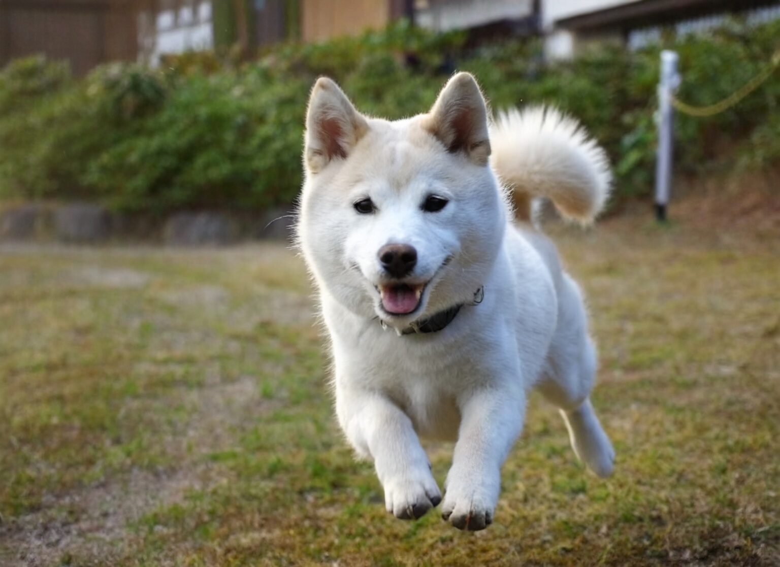 Kishu Dog Breed Information and Characteristics | Japanese Dog Breeds ...