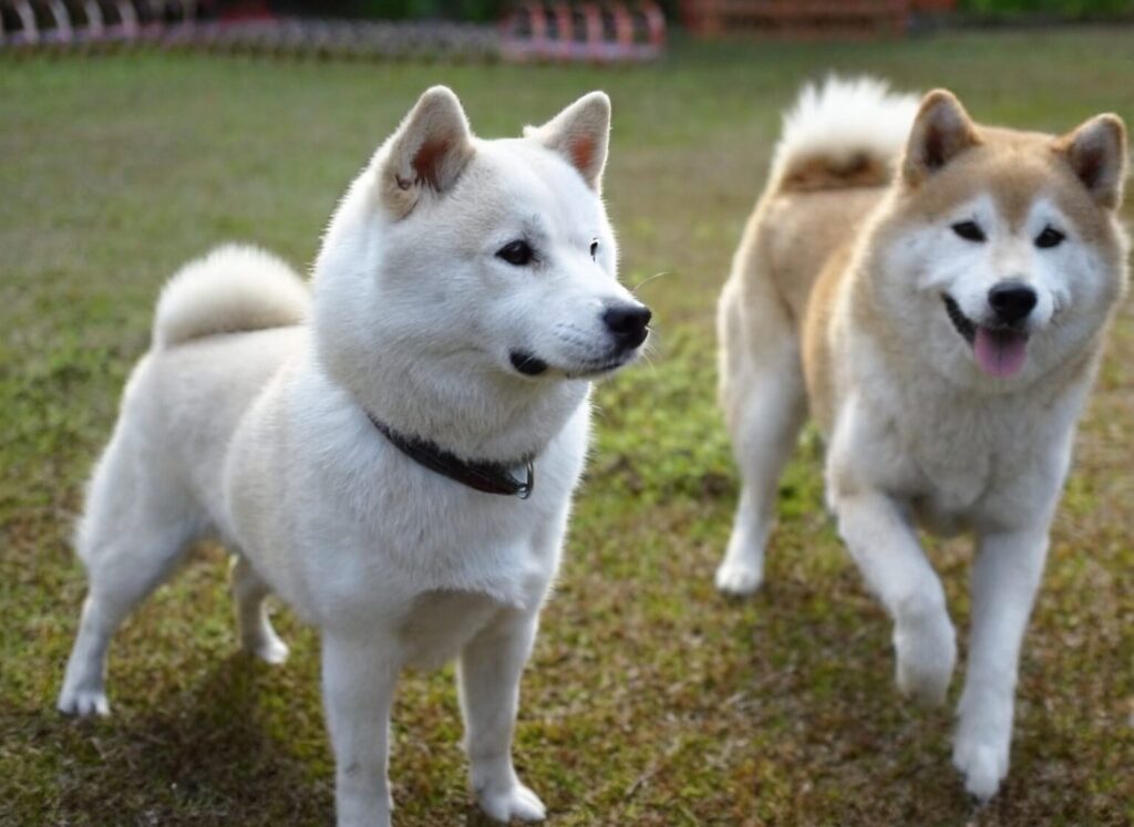 Kishu Dog Breed Information and Characteristics | Japanese Dog Breeds ...