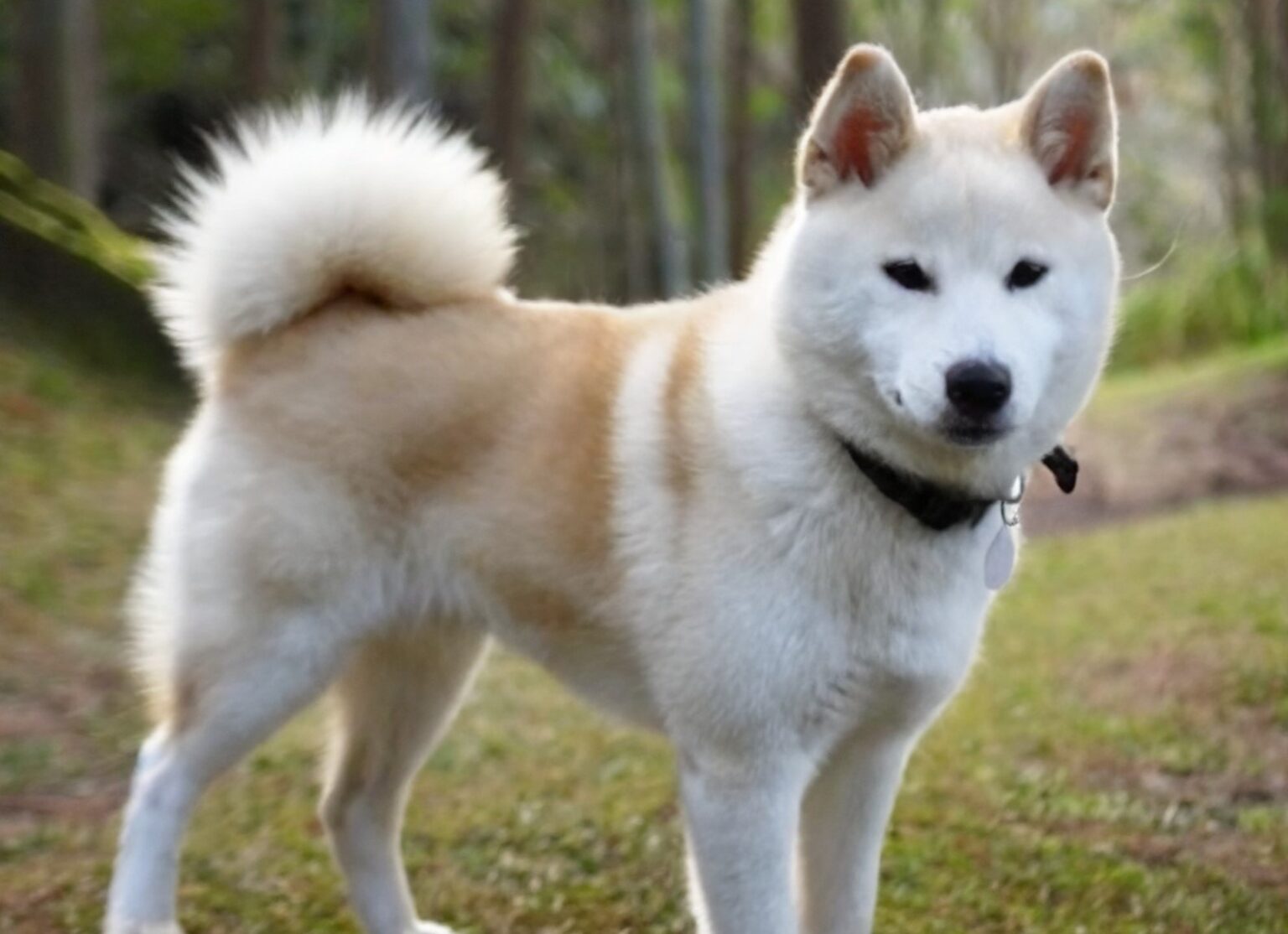 Kishu Dog Breed Information and Characteristics | Japanese Dog Breeds ...