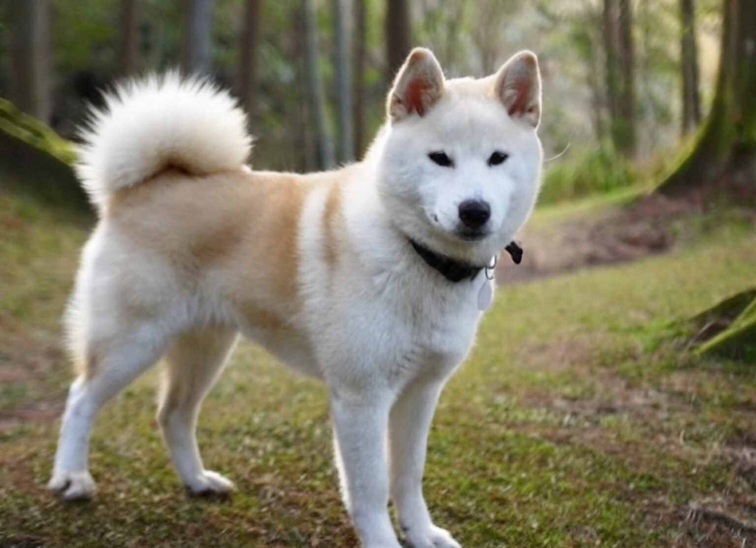 Kishu Dog Breed Information and Characteristics | Japanese Dog Breeds ...