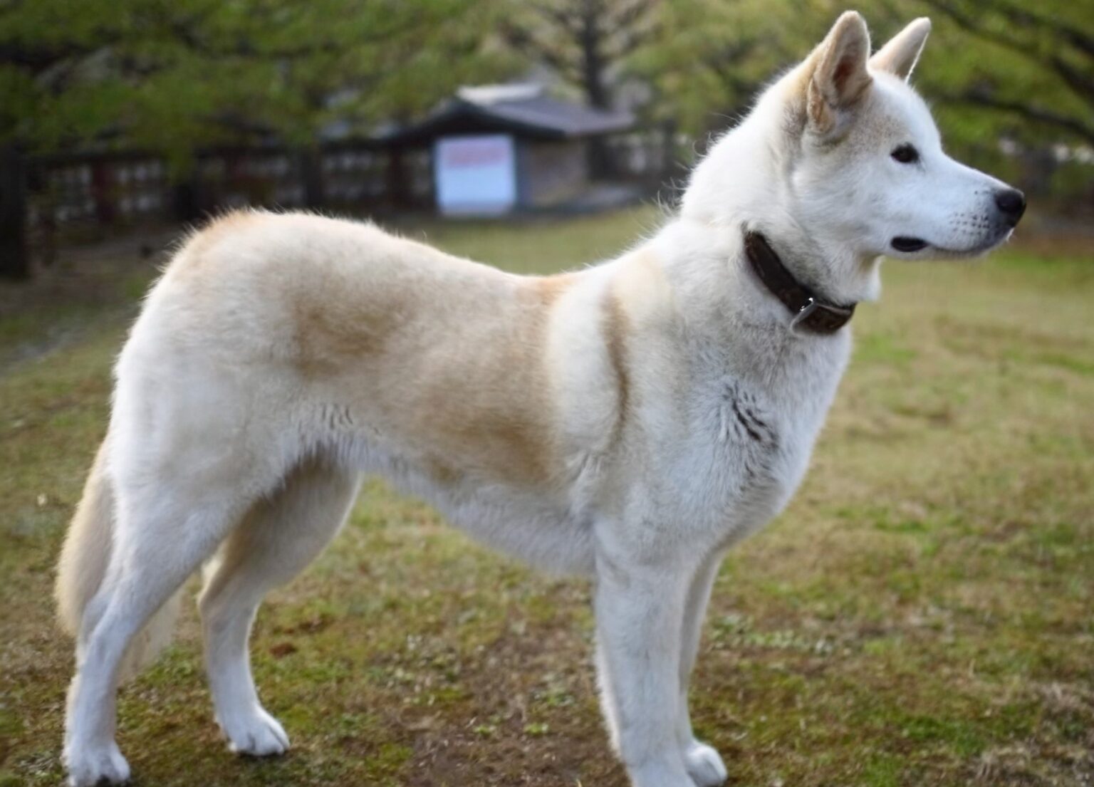 Kishu Dog Breed Information and Characteristics | Japanese Dog Breeds ...