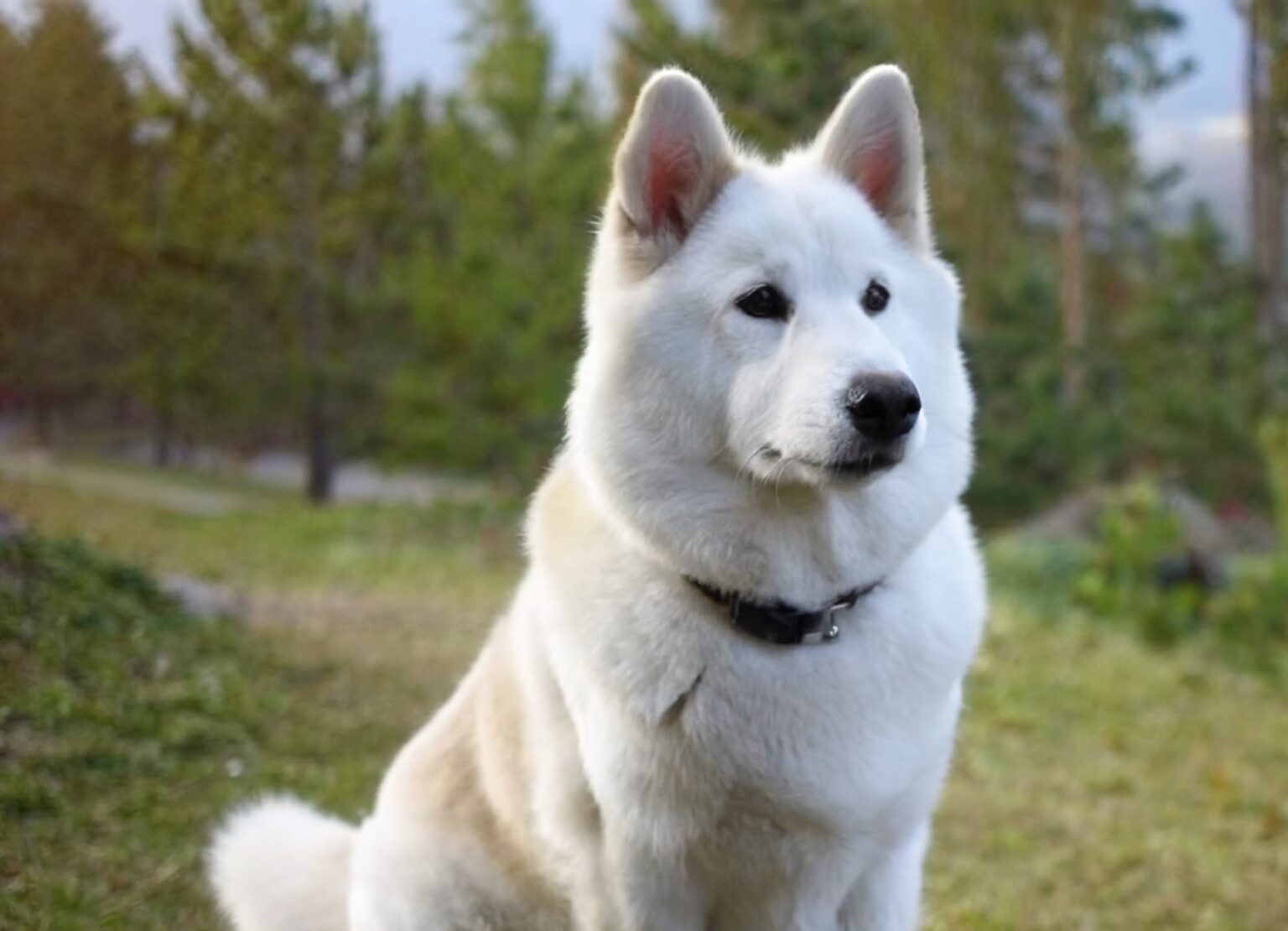 Kishu Dog Breed Information and Characteristics | Japanese Dog Breeds ...
