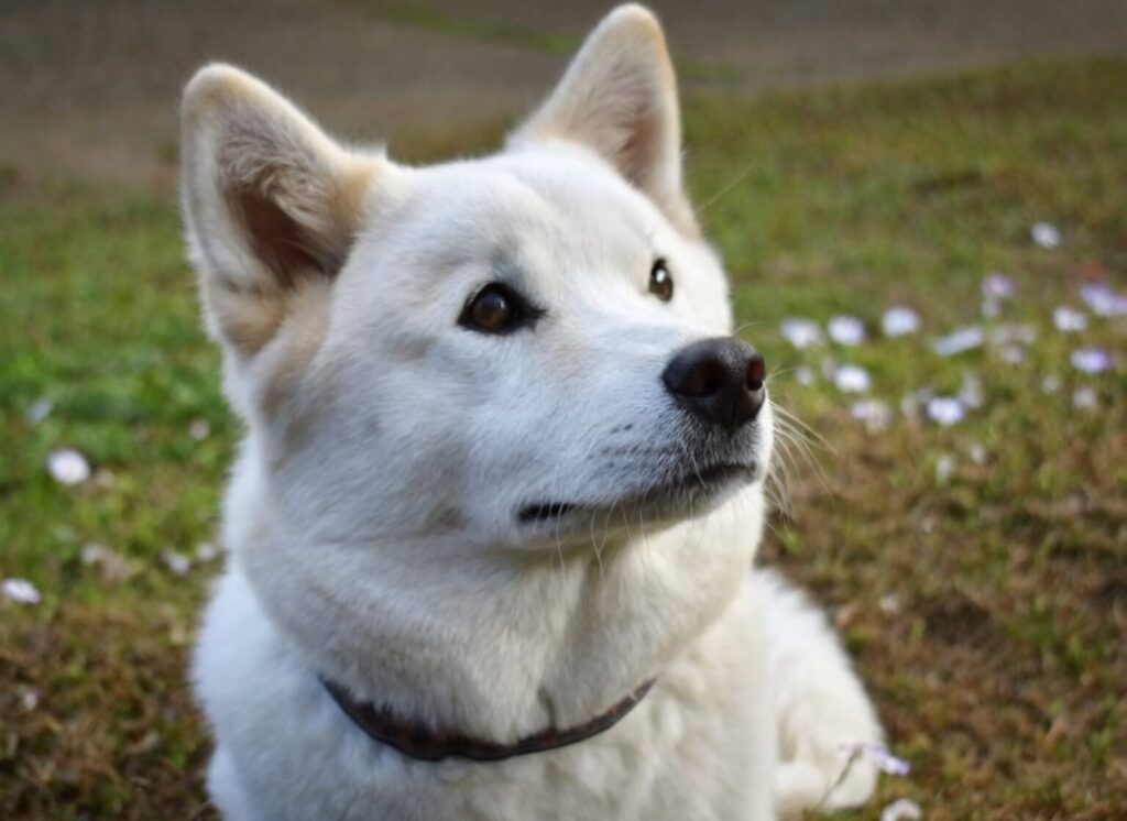 Kishu Dog Breed Information and Characteristics | Japanese Dog Breeds ...