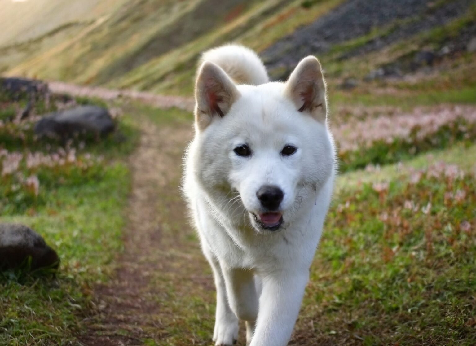 Kishu Dog Breed Information and Characteristics | Japanese Dog Breeds ...