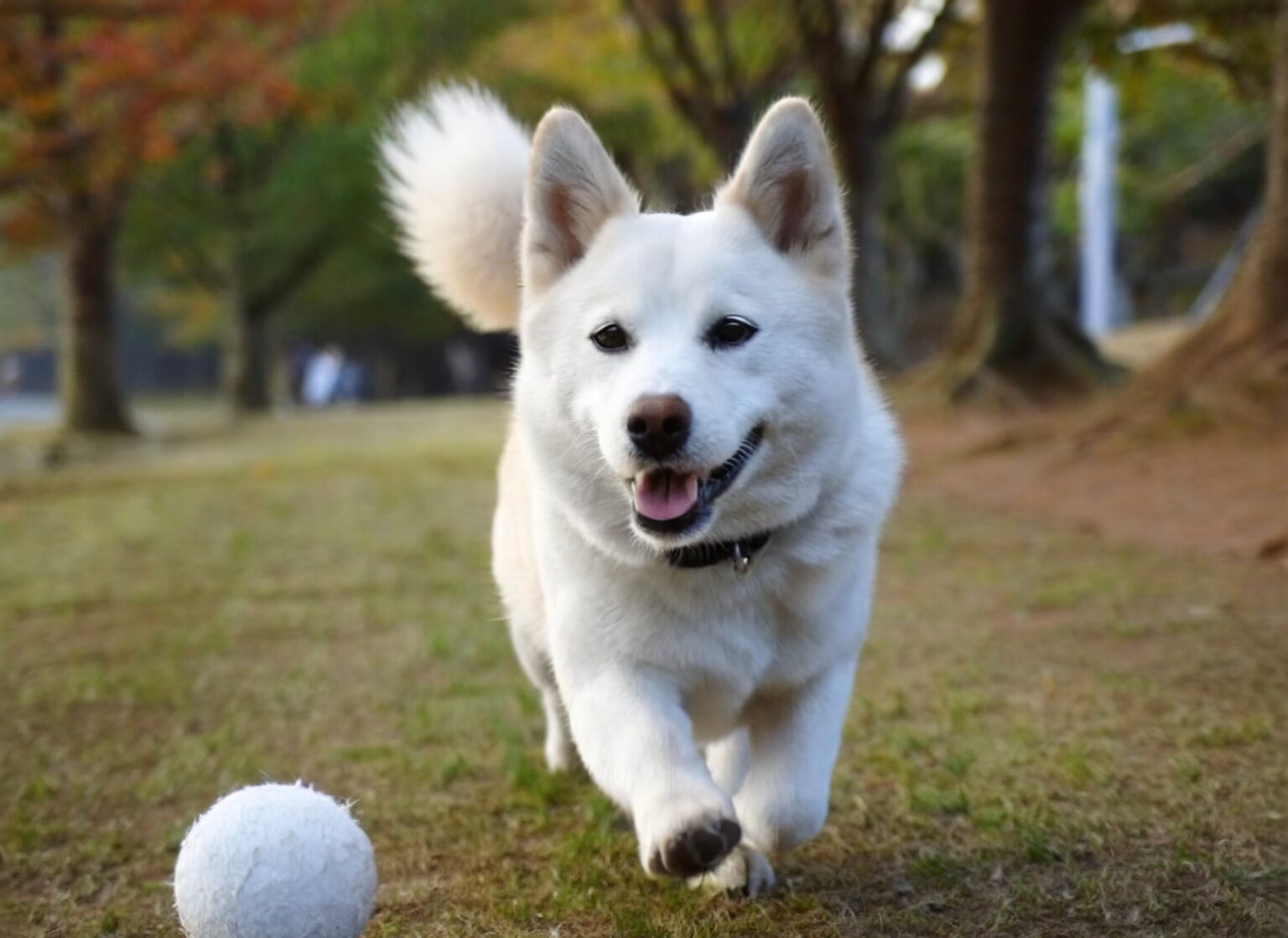 Kishu Dog Breed Information and Characteristics | Japanese Dog Breeds ...