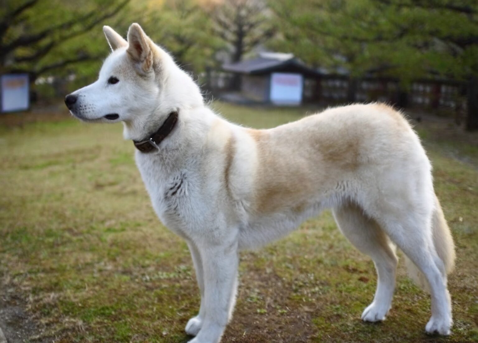 Kishu Dog Breed Information and Characteristics | Japanese Dog Breeds ...
