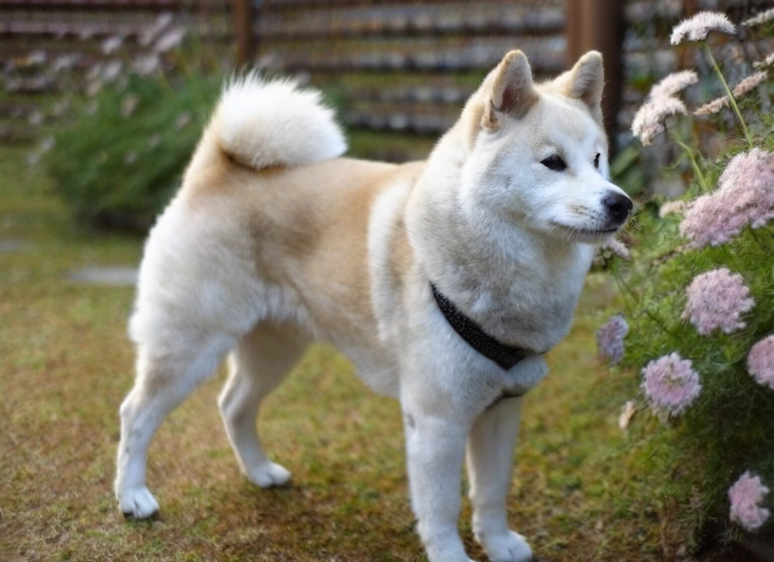 Kishu Dog Breed Information and Characteristics | Japanese Dog Breeds ...