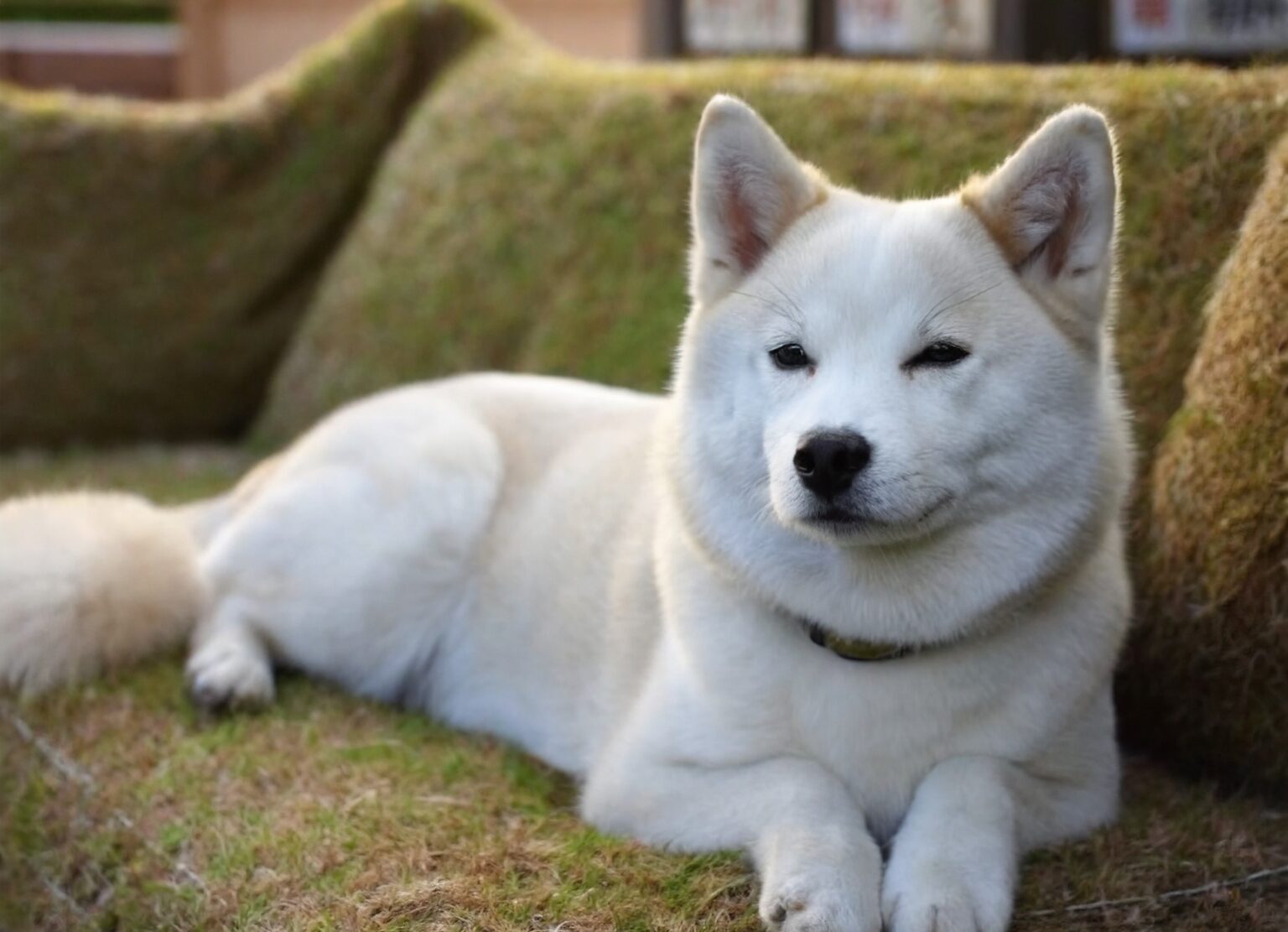 Kishu Dog Breed Information and Characteristics | Japanese Dog Breeds ...