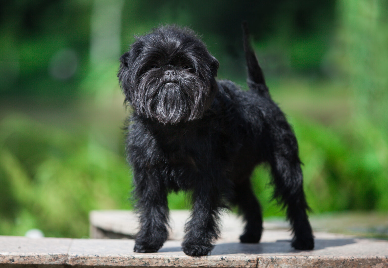Affenpinscher Dog Breed Information and Characteristics | Japanese Dog ...