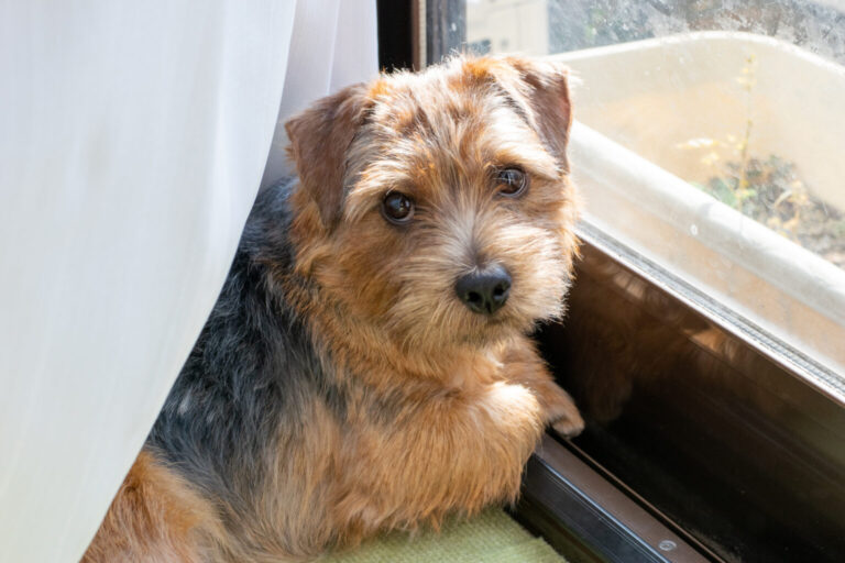 Norfolk Terrier Dog Breed Information and Characteristics | Japanese ...