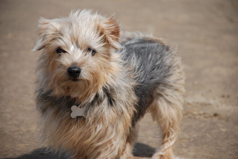 Norfolk Terrier Dog Breed Information and Characteristics | Japanese ...