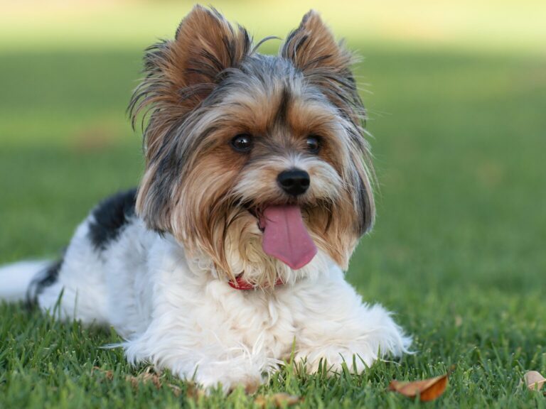 Biewer Terrier Dog Breed Information and Characteristics | Japanese Dog ...