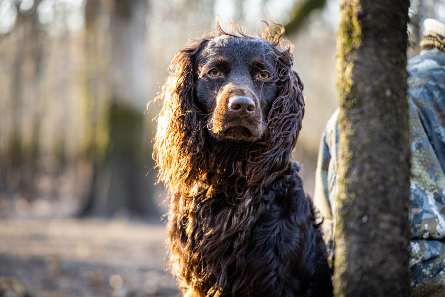 boykin spaniel Dog Breed Information and Characteristics | Japanese Dog ...