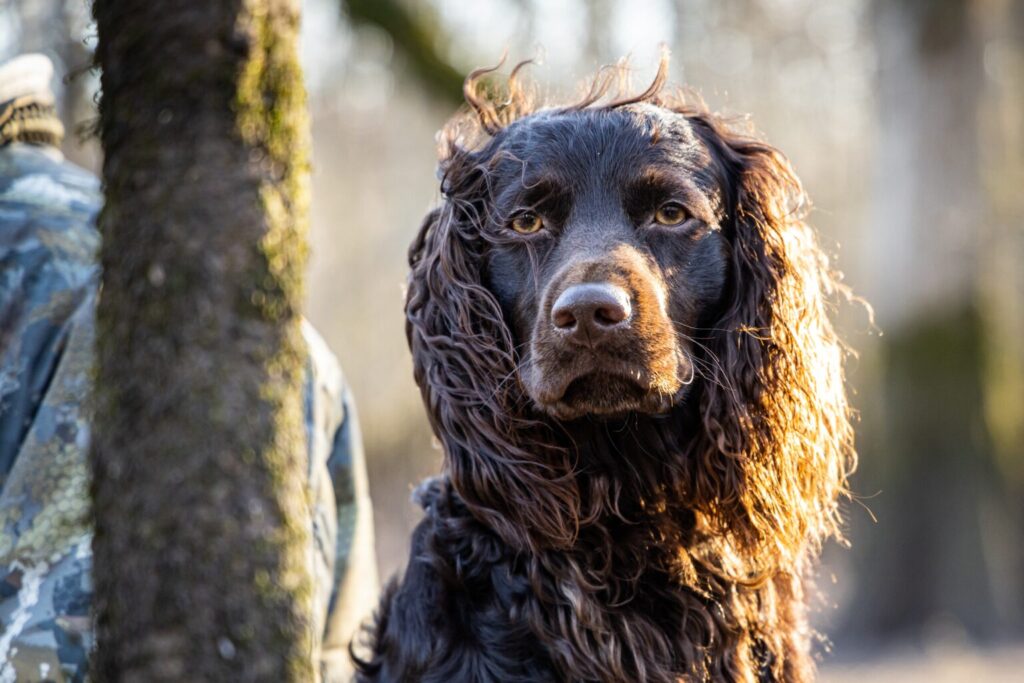 boykin spaniel Dog Breed Information and Characteristics | Japanese Dog ...